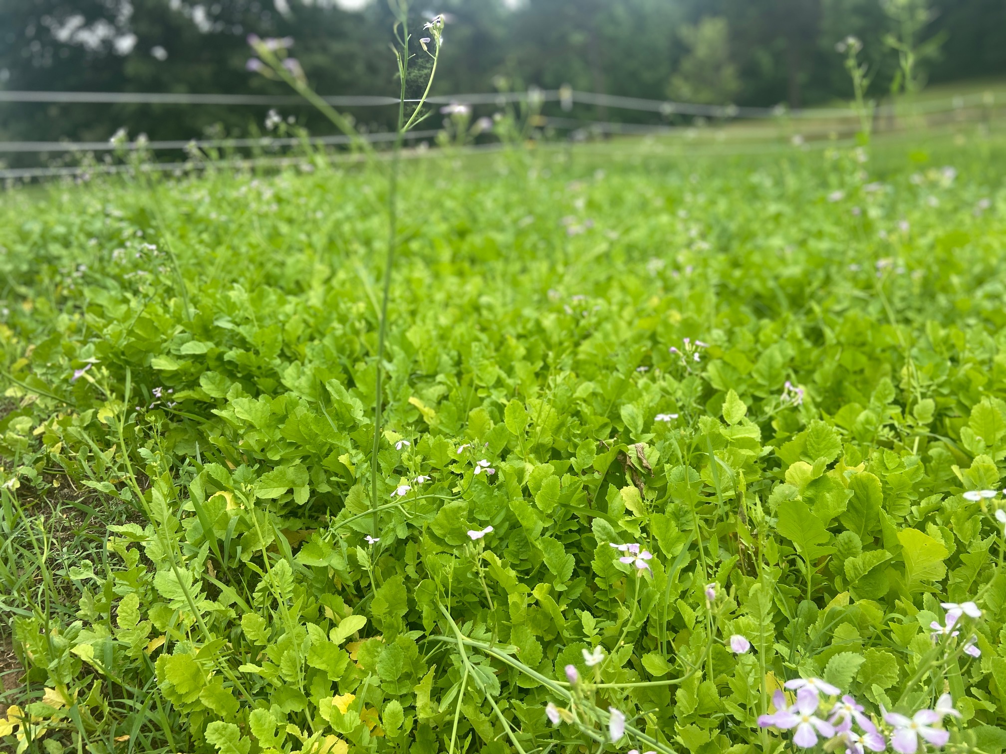 Cutting Spring Cover Crop – Michael A. Gilbert