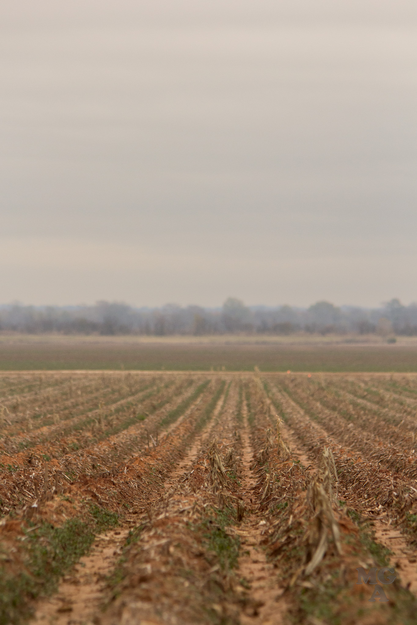 Geese (Post 2) – Michael A. Gilbert