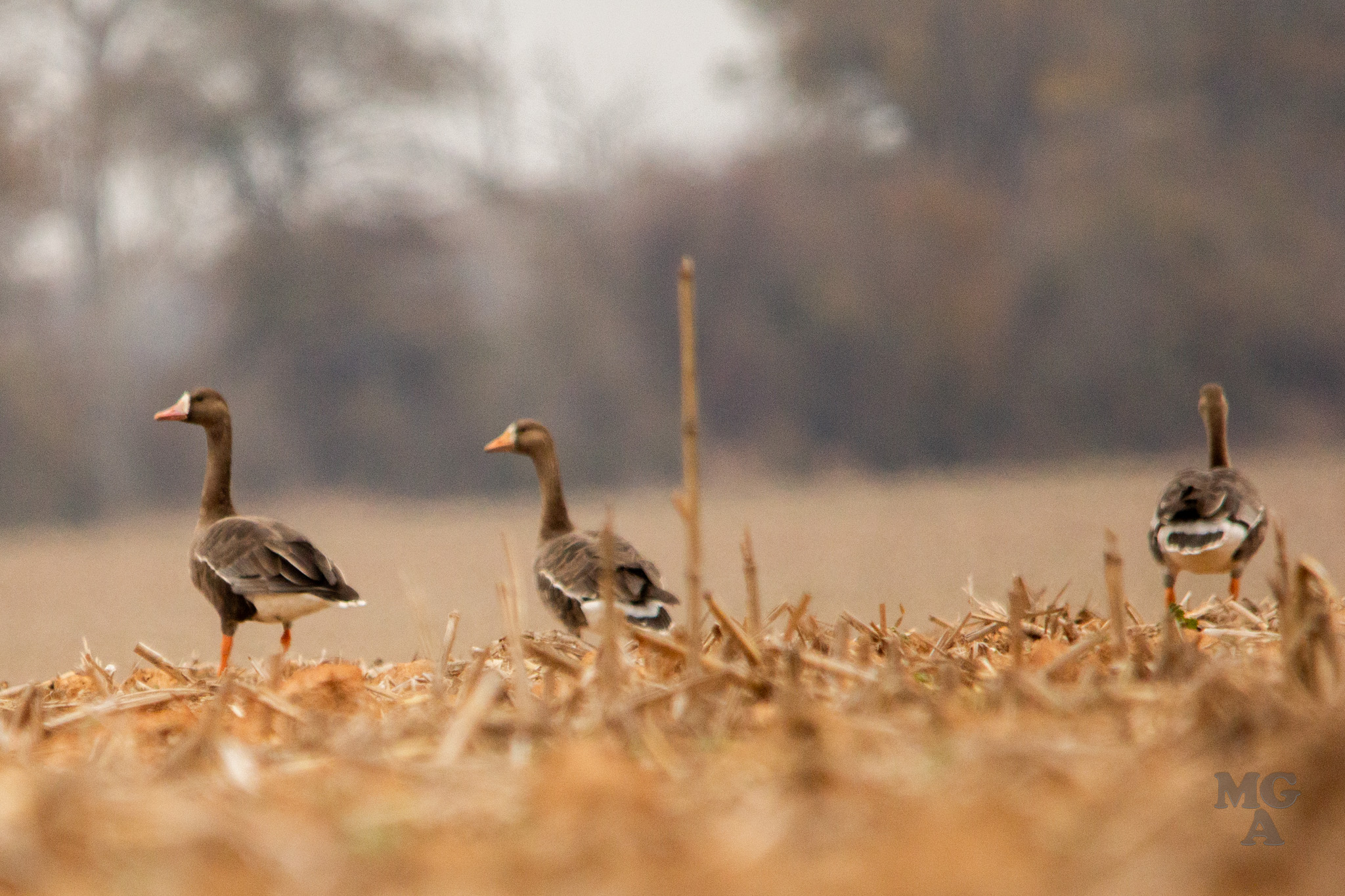 Geese (Post 2) – Michael A. Gilbert