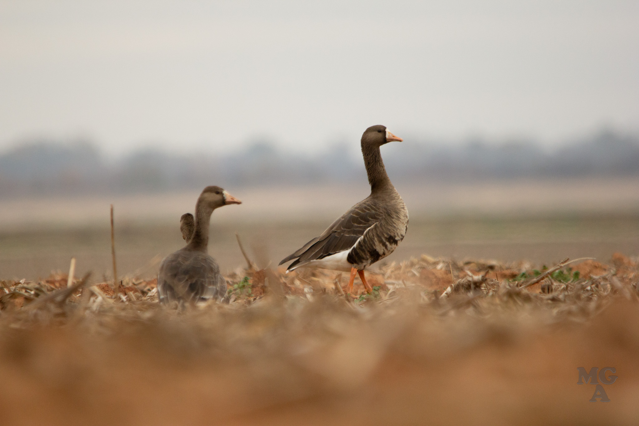 Geese (Post 2) – Michael A. Gilbert